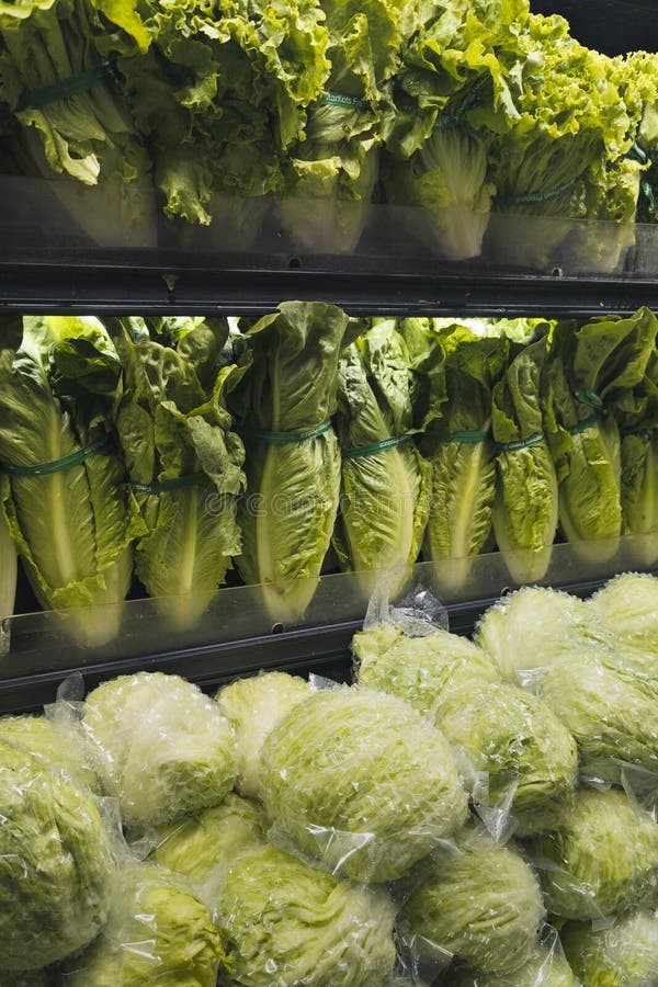 A Variety of Fresh Lettuce on Display at a Supermarket Stock Image ...