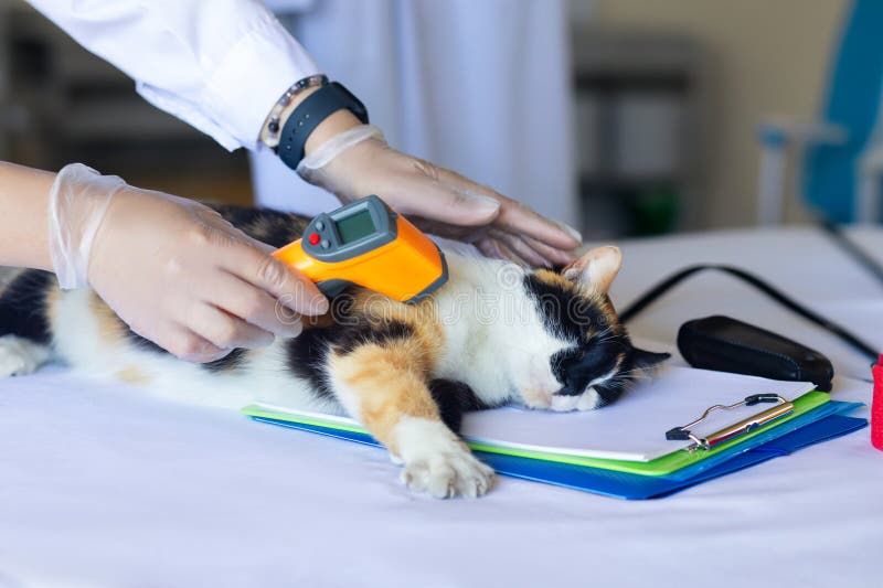 The Veterinarian Will Take the Temperature of the Cat at the Table ...