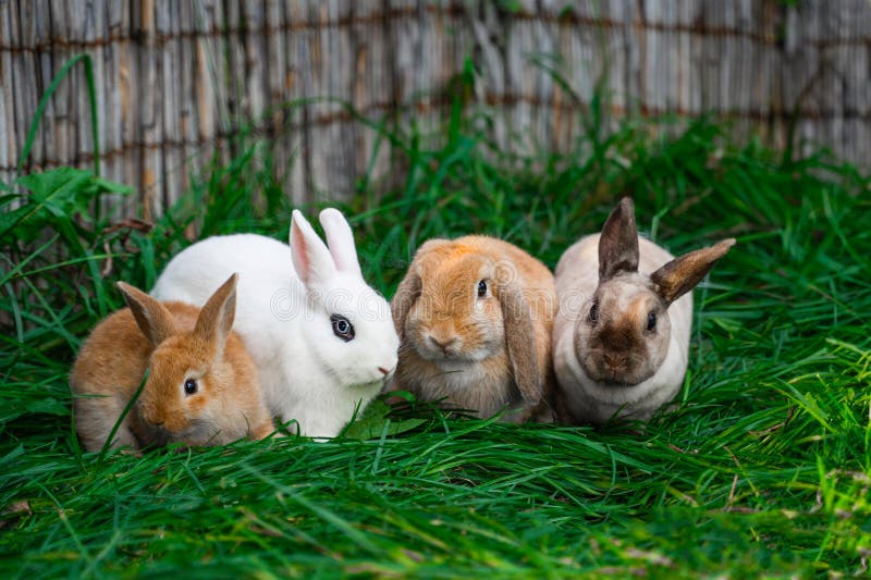 White Hotot, German Rams and Rex Siamese Medium Rabbits Stock Image ...