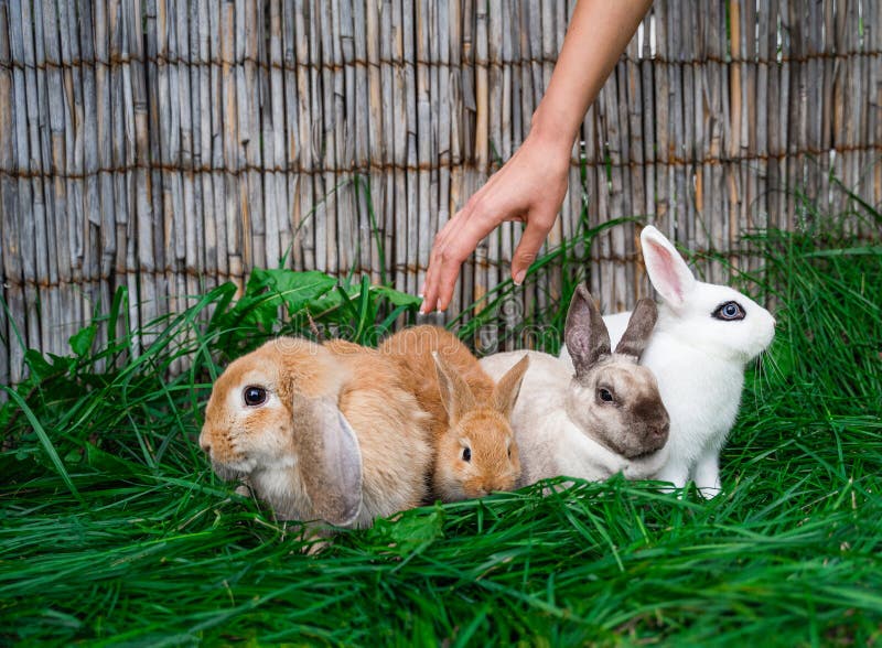White Hotot, German Rams and Rex Siamese Medium Rabbits Stock Photo ...