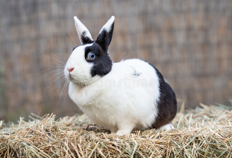 White Hotot Hermelin Medium Sized Rabbit with Blue Eyes Sits on a Dry ...