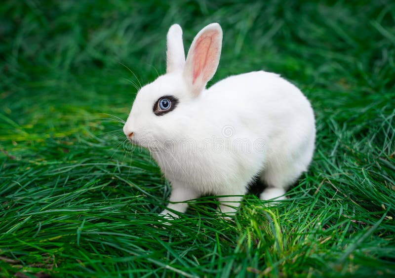 White Hotot Medium Rabbit with Eyes with Rim Palm-sized Sits on a Green ...