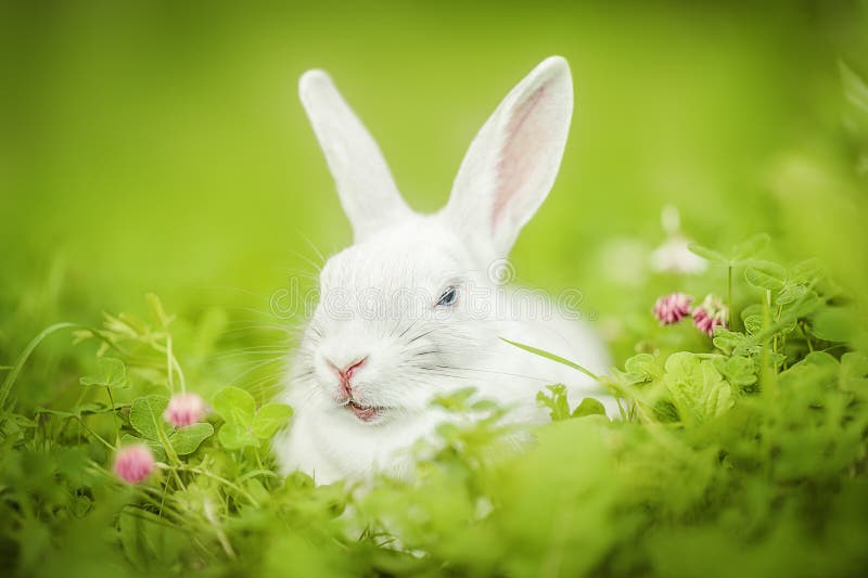 White Rabbit Outdoors. Little Bunny. Easter Bunny. Stock Photo - Image ...
