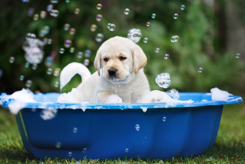 Yellow Labrador Puppy in a Basin with Soap and Bubbles Stock Photo ...