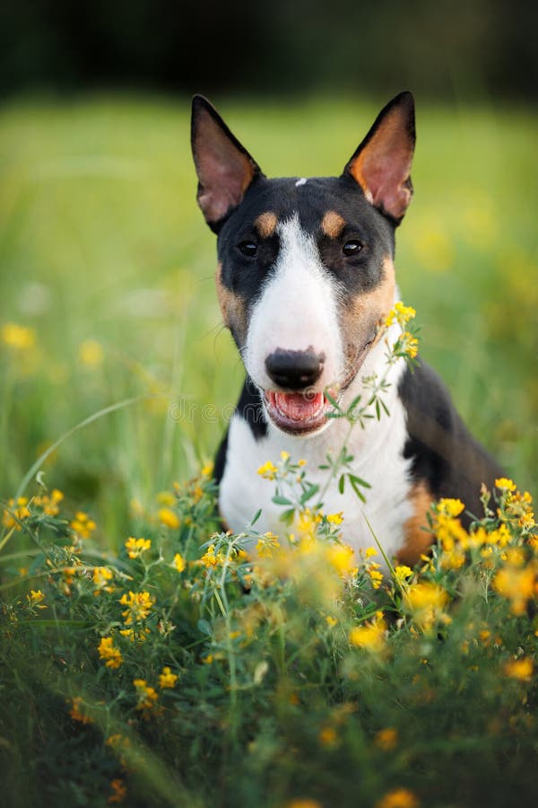 Young Bull Terrier Puppy Posing on a Summer Meadow Stock Photo - Image ...
