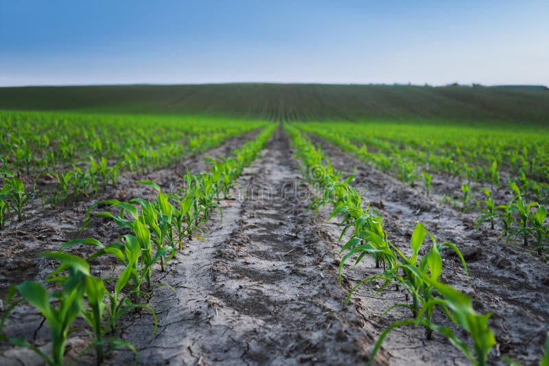 Green Maize Plants in Symmetrical Rows Over Hilly Cultivated Terrain in ...