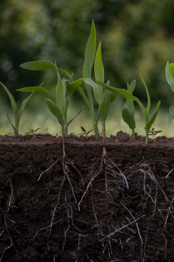 Young Corn Plants with Roots Stock Image - Image of shoots, grain ...