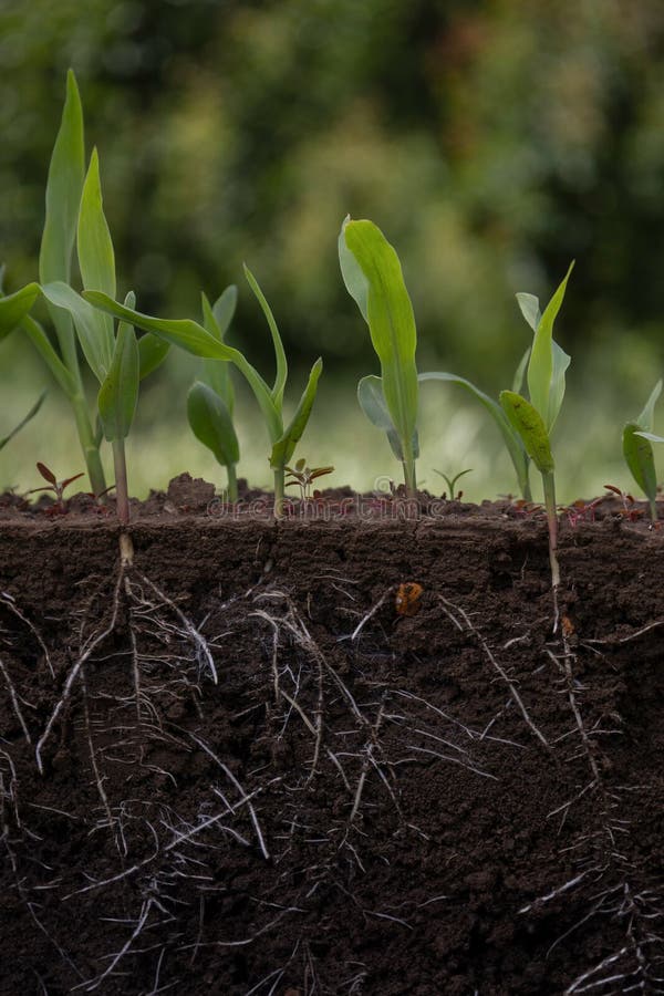 Young Corn Plants with Roots Stock Photo - Image of scenery, rise ...