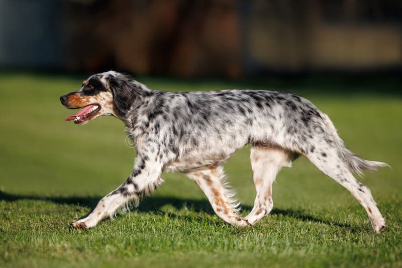 Young English Setter Dog Walking on Grass Stock Image - Image of spots ...