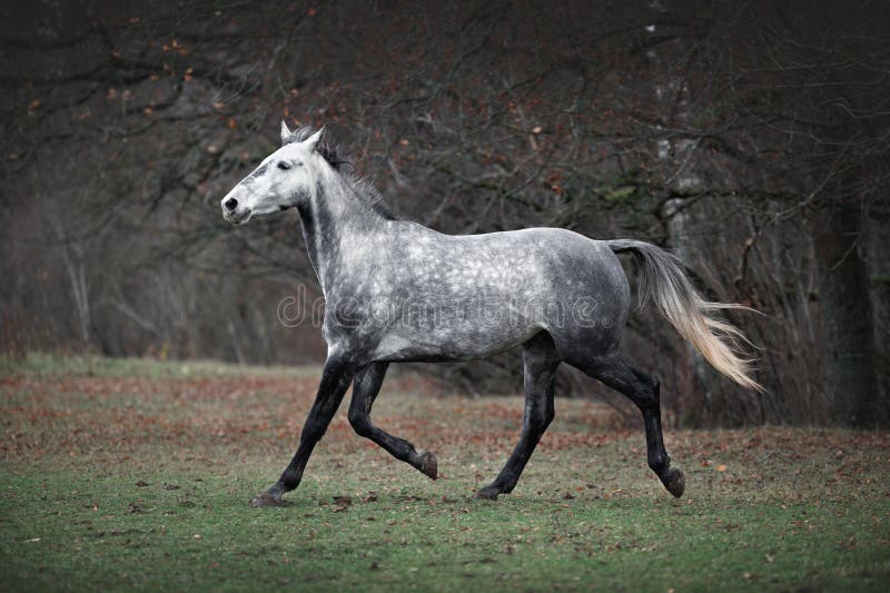 Young Grey Dapple Horse Trotting Outdoors in Autumn Stock Image - Image ...