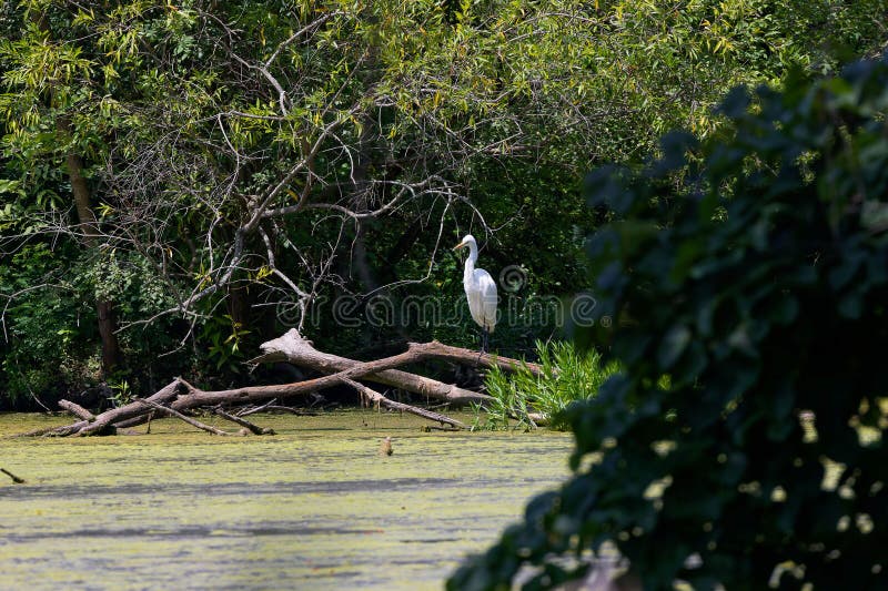 Ardea Alba Mage Stock Photos - Free & Royalty-Free Stock Photos from ...
