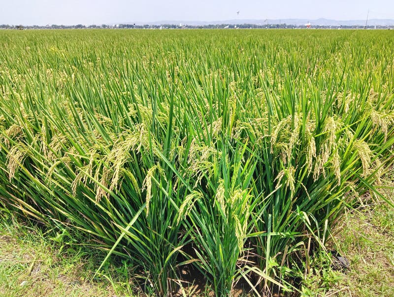 Generatif Phase of Rice Field 3 Weeks before Harvesting in Java ...