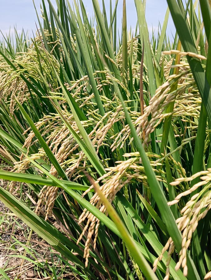 Generatif Phase of Rice Field 3 Weeks before Harvesting in Java ...