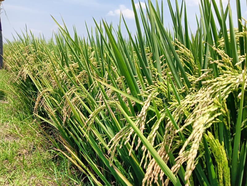 Generatif Phase of Rice Field 3 Weeks before Harvesting in Java ...