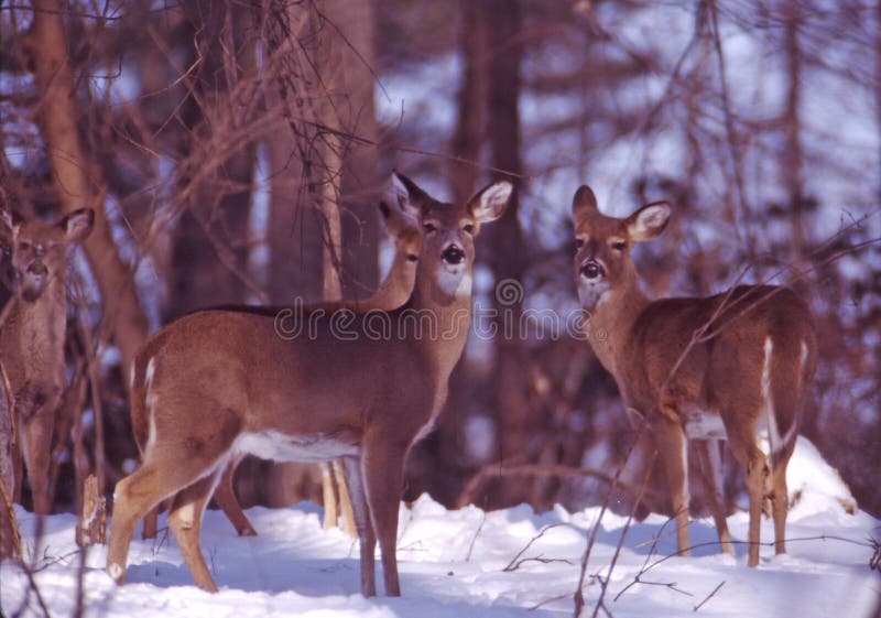 Generations stock photo. Image of snow, animals, nature - 11206272