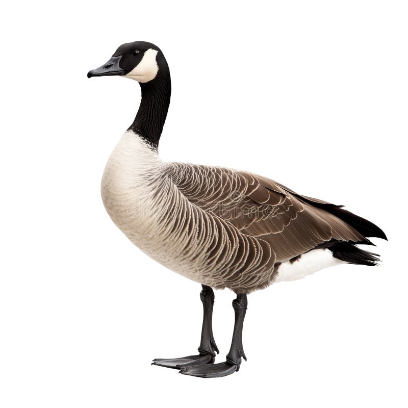 Canada Goose Profile View White Background Wild Bird Stock Illustration ...