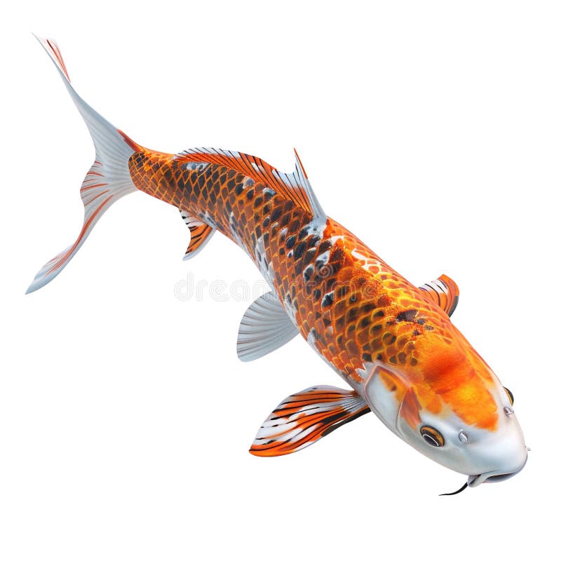 Koi Fish Close Up stock photo. Illustration of brightly - 347957308