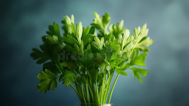 Generative AI Image of Fresh Harvested Green Clean Parsley Bundle with ...