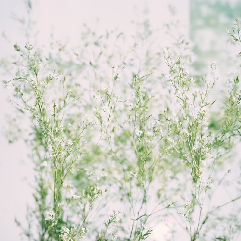 Slender Grass Stock Illustrations – 7,017 Slender Grass Stock ...