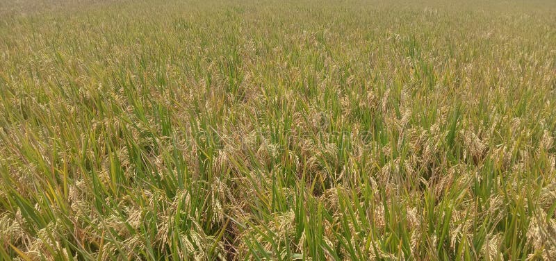 Generative Phase of Rice Plants Stock Image - Image of rice, phase ...