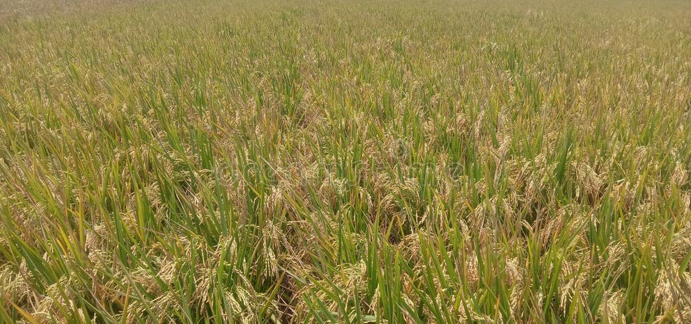 Generative Phase of Rice Plants Stock Image - Image of rice, phase ...