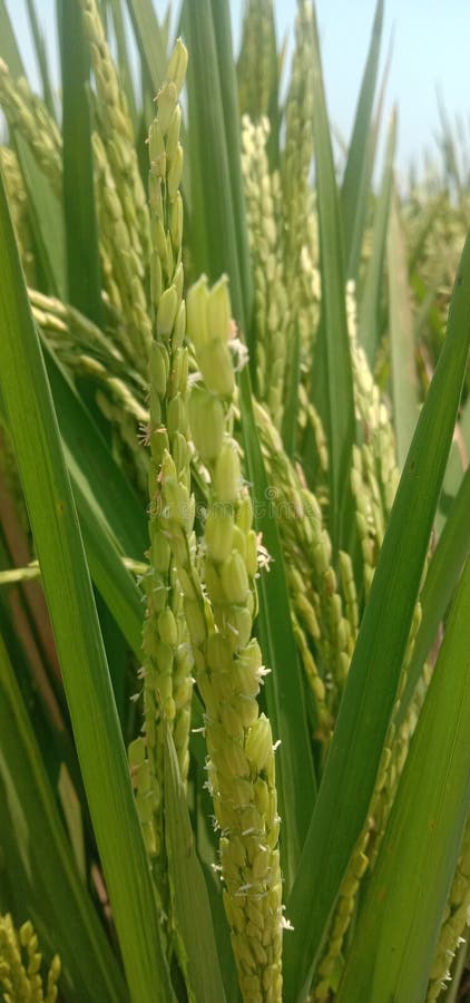 Generative Phase of Rice Plants Stock Image - Image of rice, phase ...