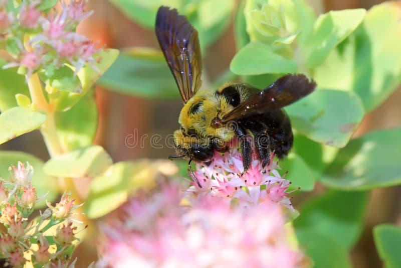 Genere Delle Api Di Insetti Fotografia Stock - Immagine di calabrone ...