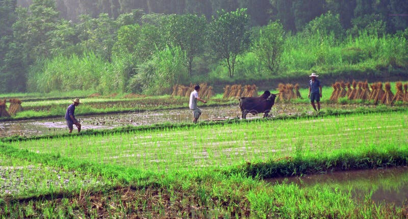 Generic Chinese Rice Fields Editorial Stock Image - Image of ...