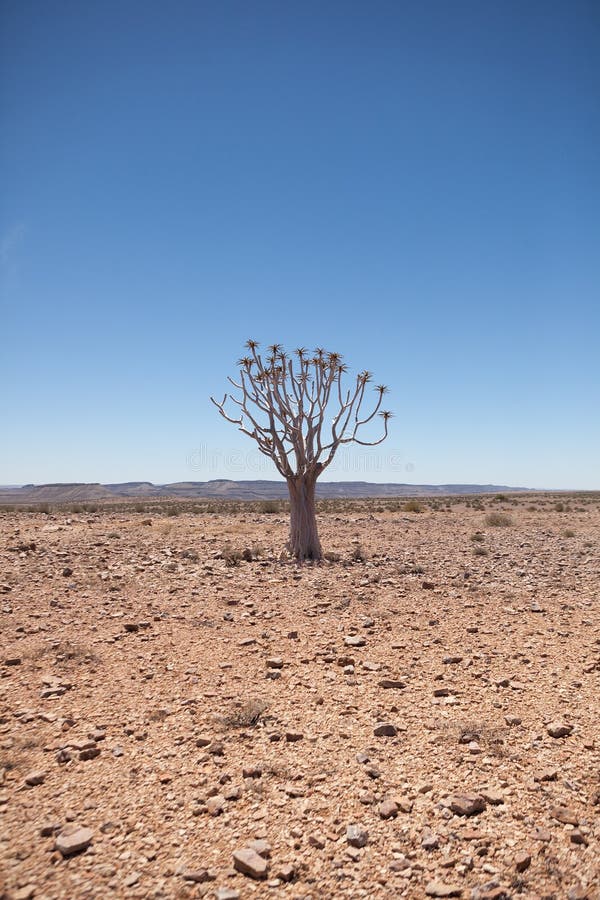 Generic Desert Scene with Quiver Tree at Midday Stock Photo - Image of ...