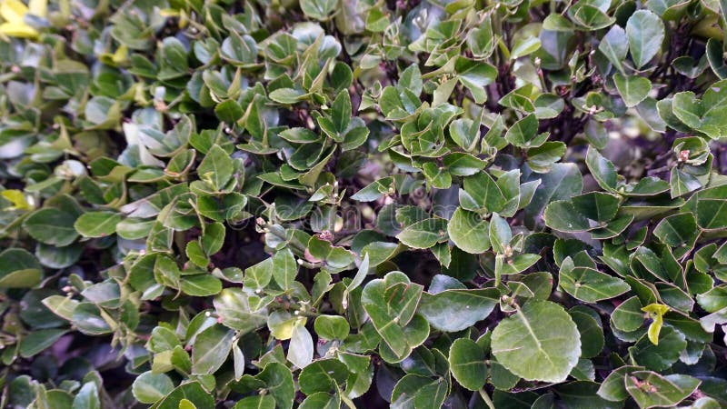 Generic foliage background stock photo. Image of stacked - 299421462