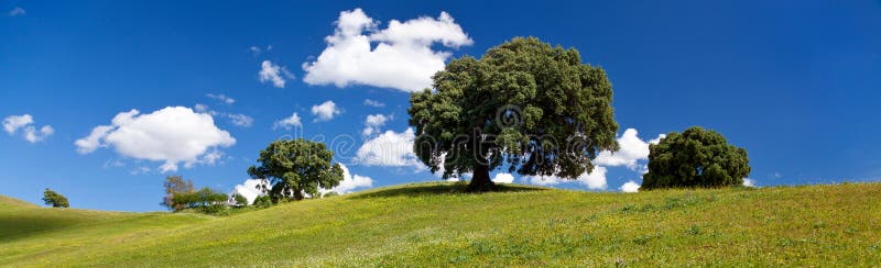 Landscape - Meadow, Blue Sky and Trees - Banner Image Stock Photo ...