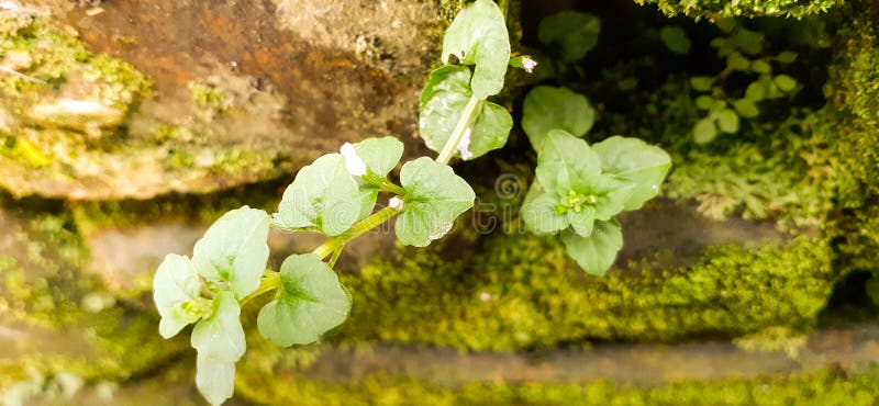 Generic Plant on a Moldy Brick Stock Photo - Image of branch, green ...