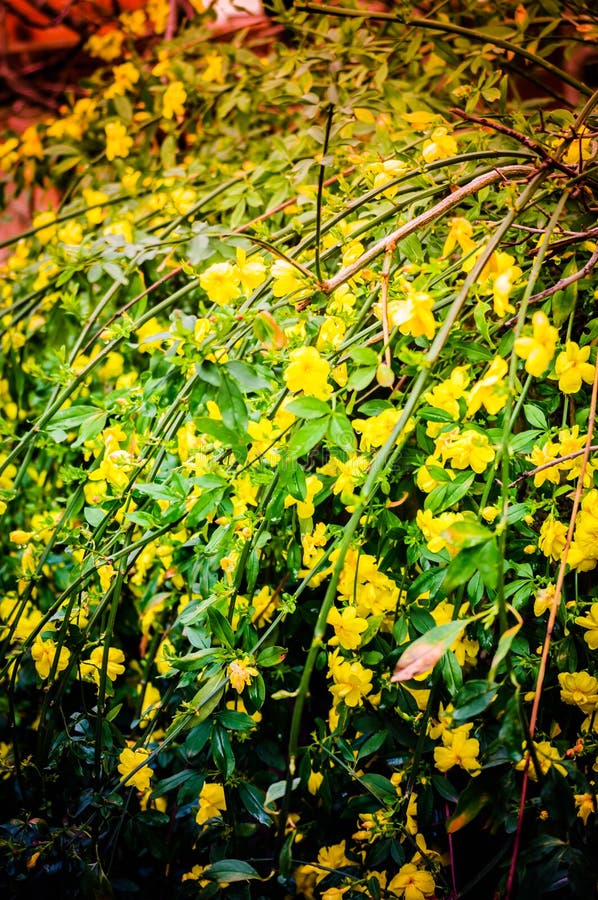 Generic Plants and Flowers stock photo. Image of outdoor - 67712374