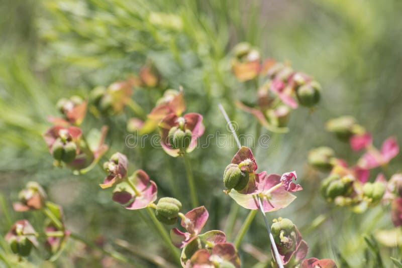 Generic Red and Green Flowers in a Meadow Stock Photo - Image of ...