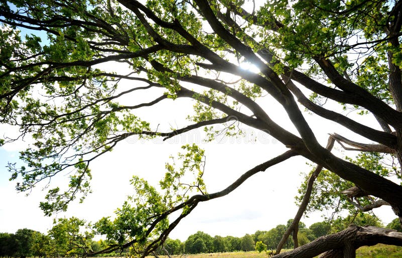 Generic Tree Vegetation with Tree Branches Seen from Down in Summer ...