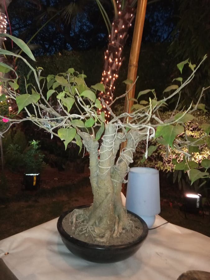 Generic Vegetarian Plant and Beautiful Tree Stock Image - Image of ...