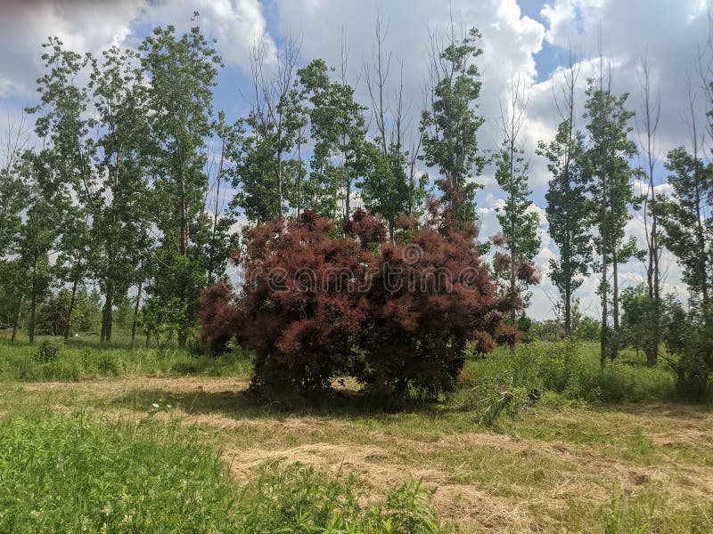 Generic Vegetation-Eutopia Gardens Stock Photo - Image of forest ...