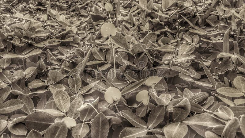 Generic Vegetation and Gardens Stock Photo - Image of plants, branch ...