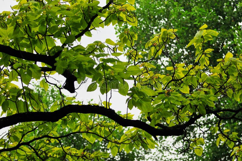 Generic View of Tree and Leaves Stock Image - Image of deciduous ...