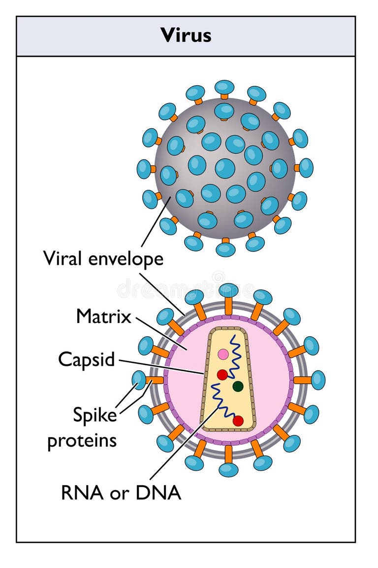 Virus Structures Stock Illustrations – 1,289 Virus Structures Stock ...
