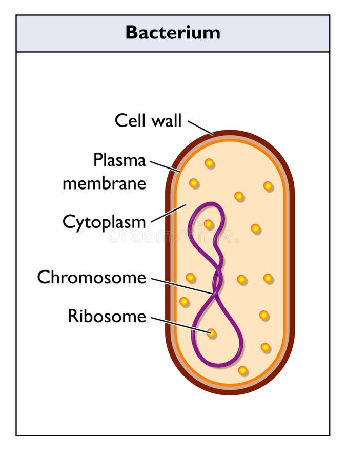 Generische bacterie vector illustratie. Illustration of micro - 13869550