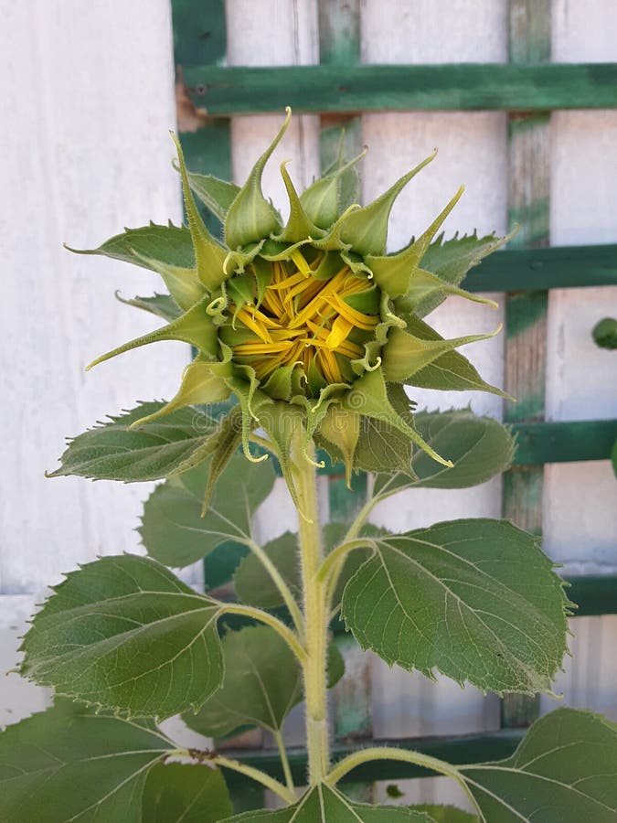 Genesis: the first bloom stock image. Image of process - 155049307