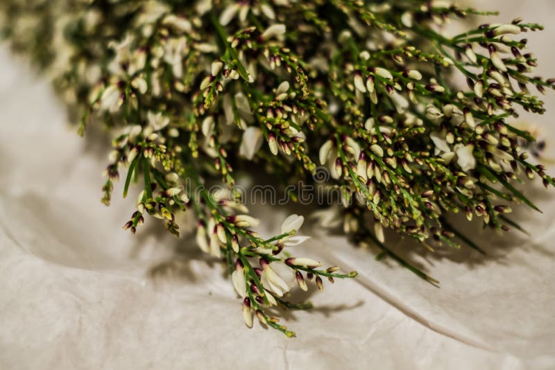 Genesta flowers stock image. Image of romance, flower - 87680431