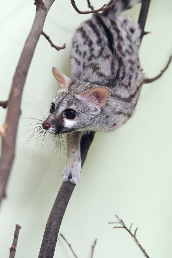 Genet stock photo. Image of bush, animal, climbing, genetta - 18171268