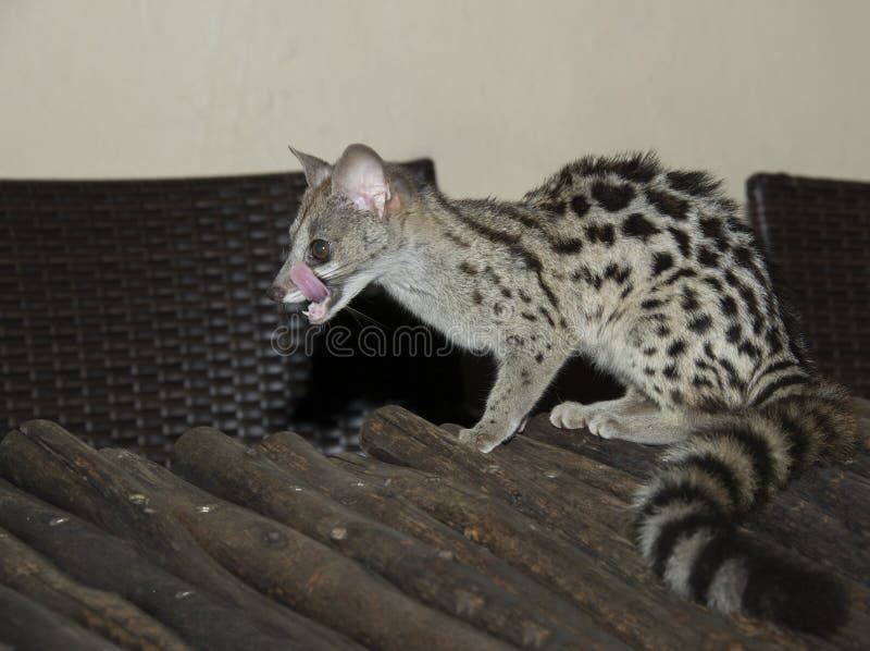 Genet cat stock image. Image of dark, teeth, ears, eyes - 39159925