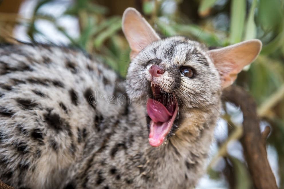 Genet cat stock image. Image of namibia, wilderness, savanna - 57124949