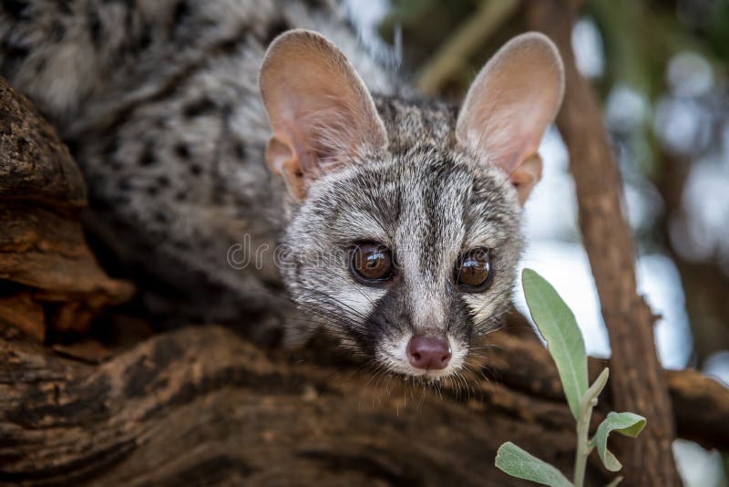 Genet cat stock photo. Image of jeep, savanna, predator - 57125016