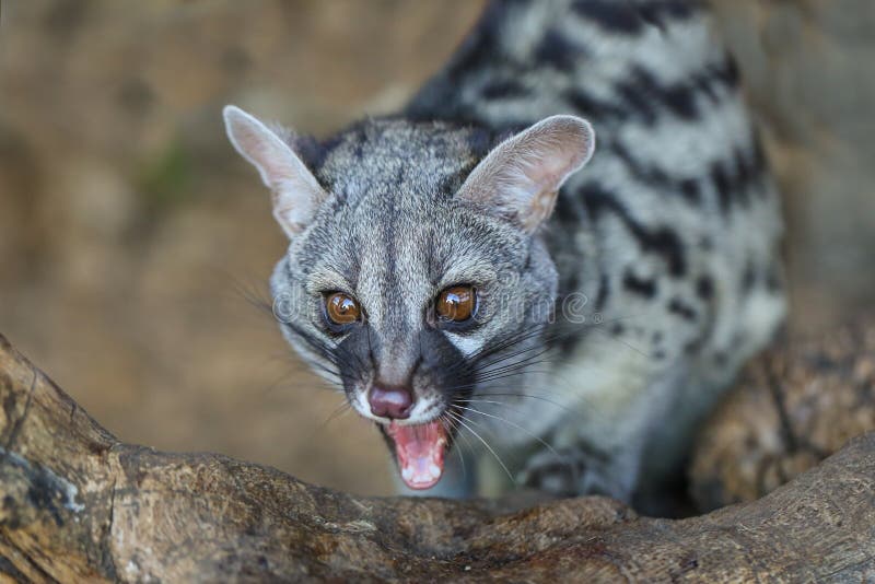 Genet Comune - Genetta Del Genetta, Spagna, Fotografia Stock - Immagine ...