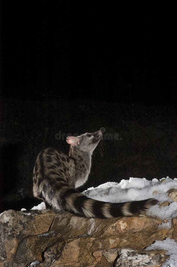 Genet Comune - Genetta Del Genetta, Spagna, Fotografia Stock - Immagine ...