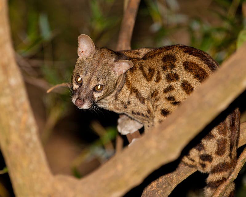 Genet image stock. Image du omnivore, afrique, angola - 24792409